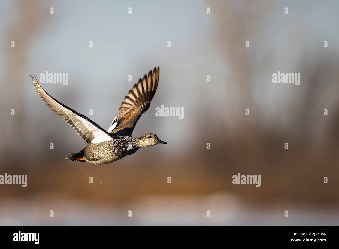 A drake Gadwall duck in flight Stock Photo - Alamy