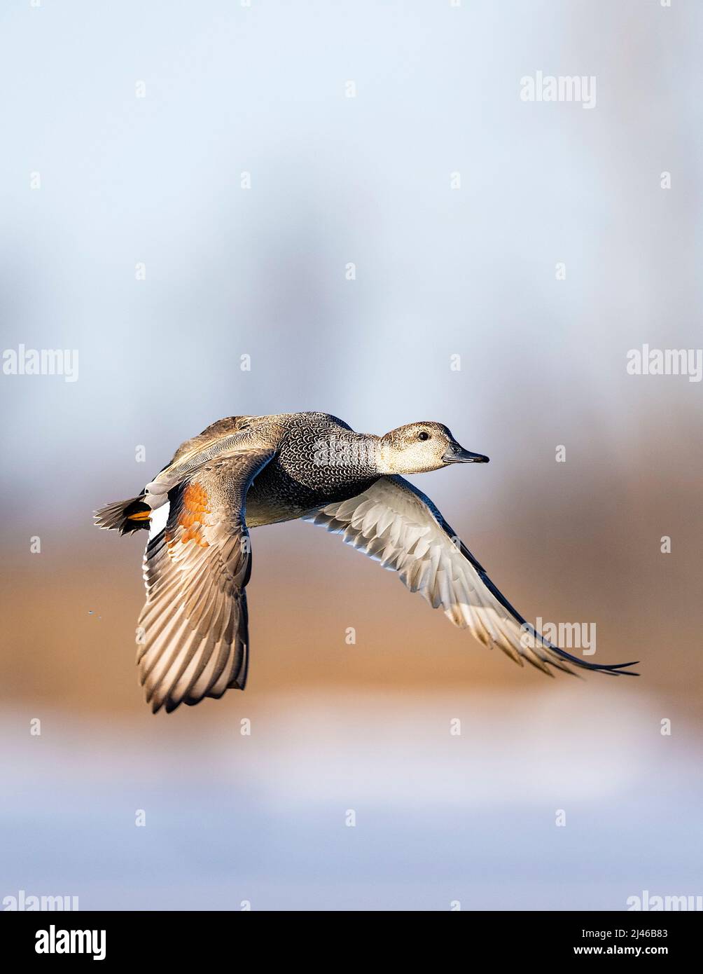 A drake Gadwall duck in flight Stock Photo - Alamy