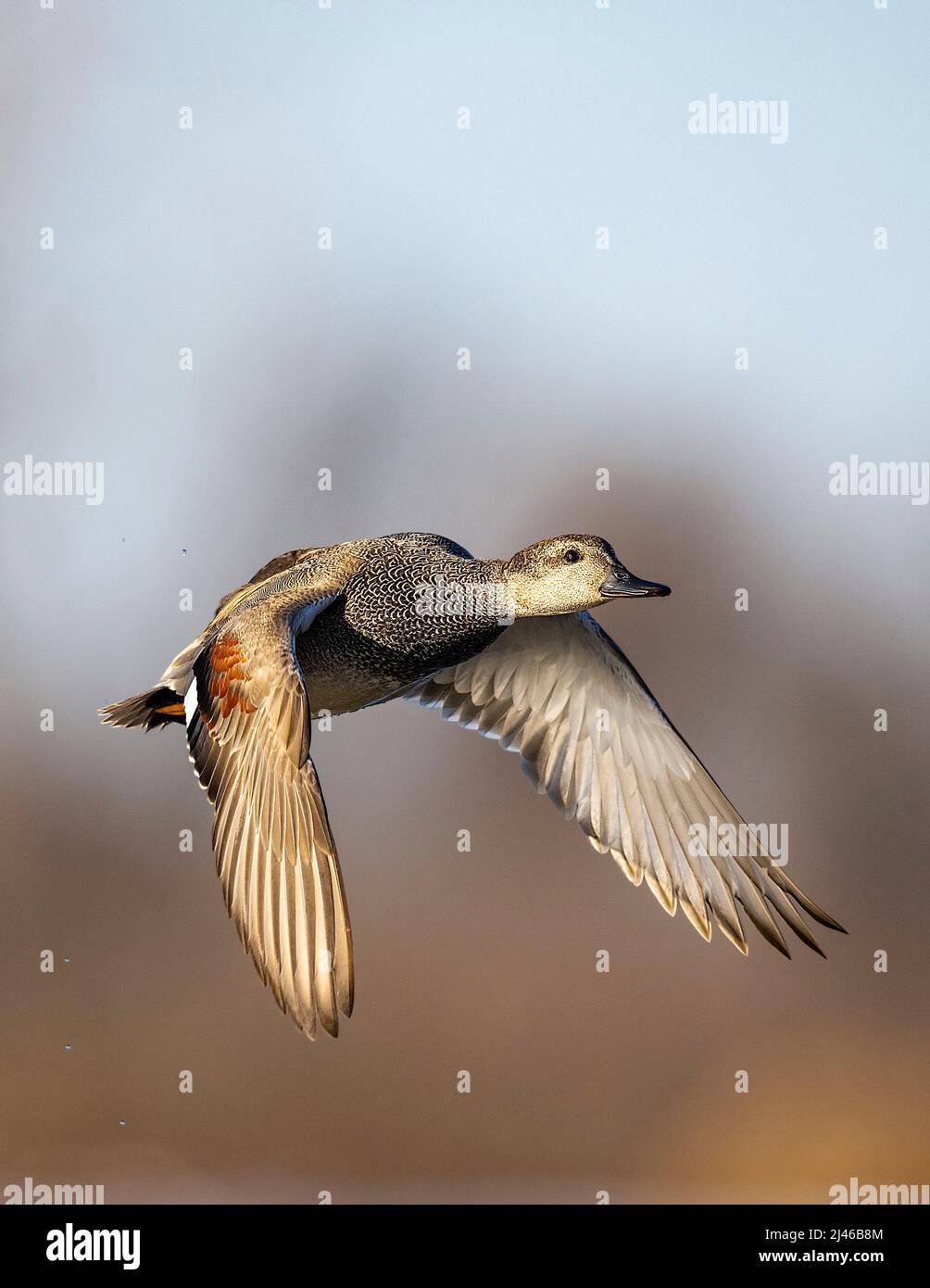 A drake Gadwall duck in flight Stock Photo - Alamy