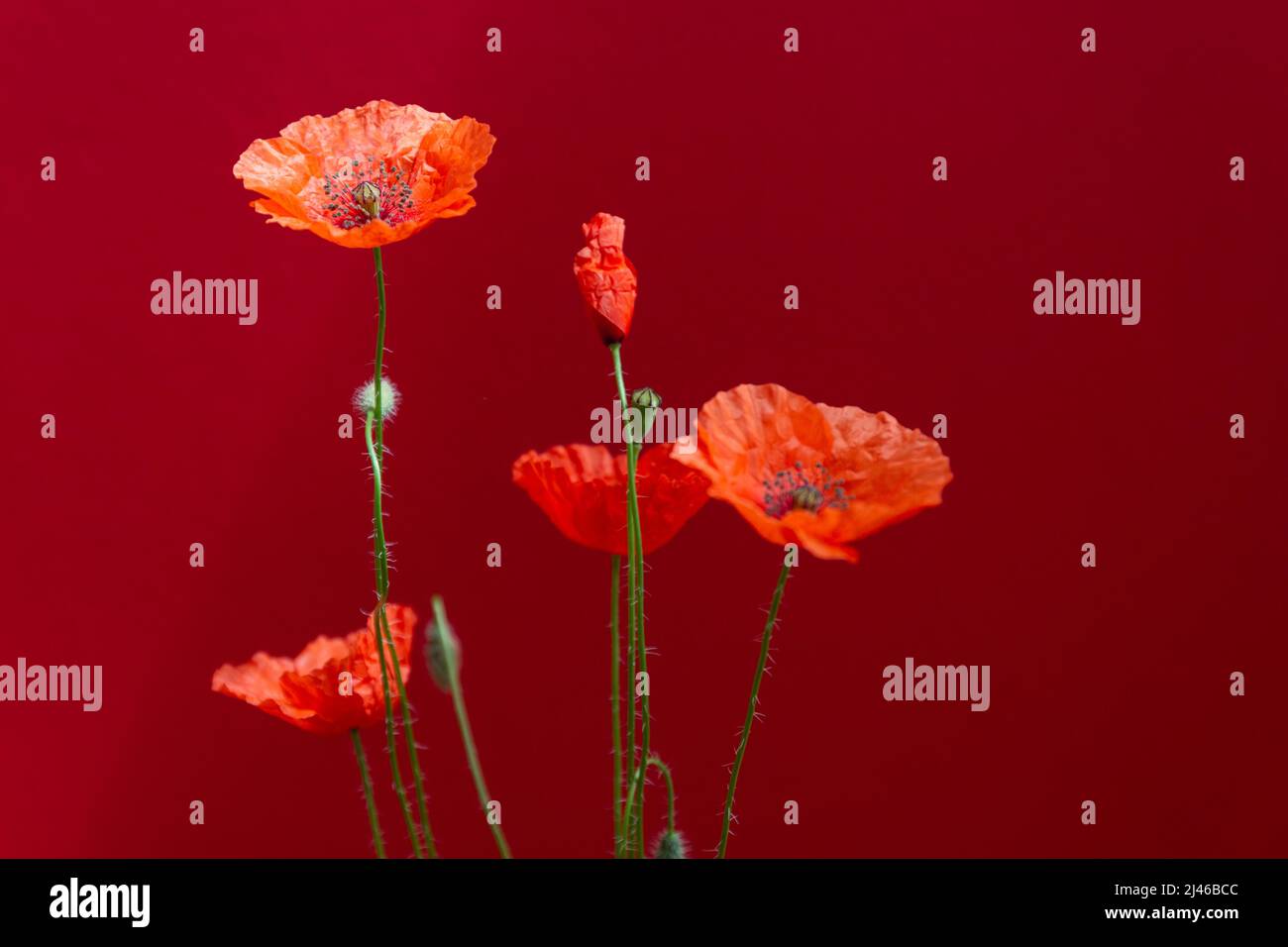 Bouquet of red poppies flowers on dark red background. Wild flowers ...