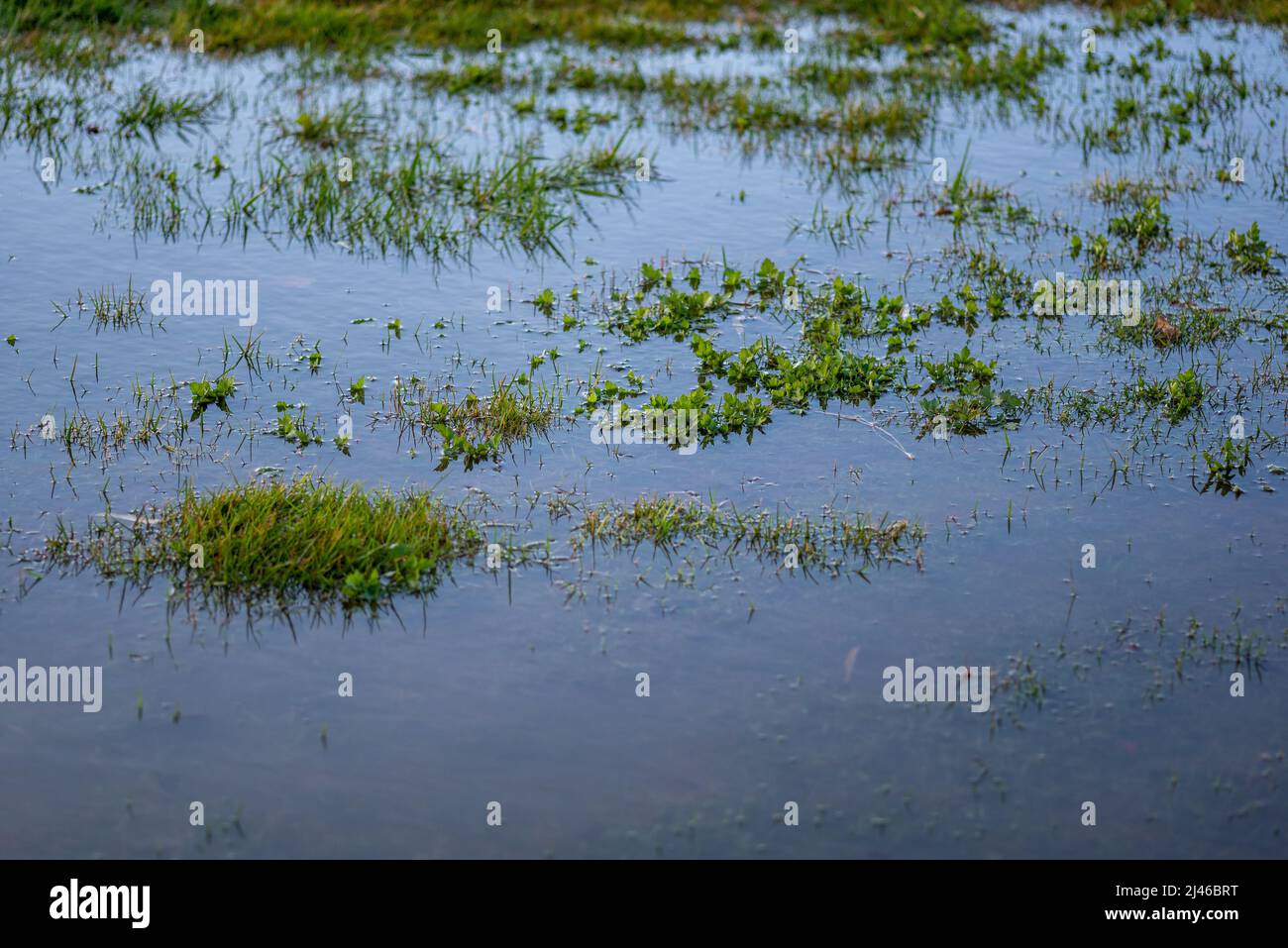 Swamp landscape under water hi-res stock photography and images - Alamy