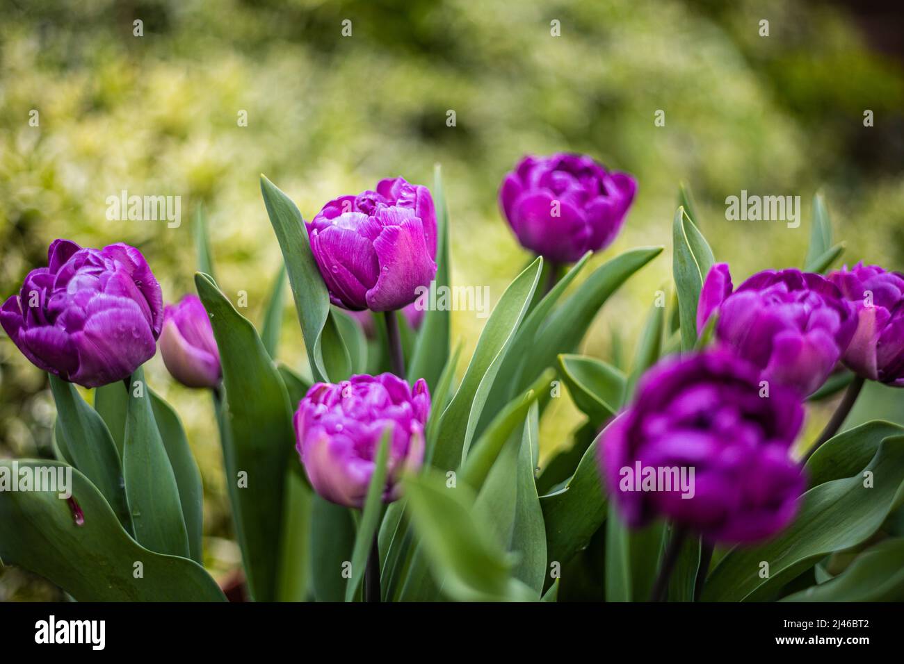 Tulipa Blue Diamond. A purple peony flowered tulip, flowers late spring ...