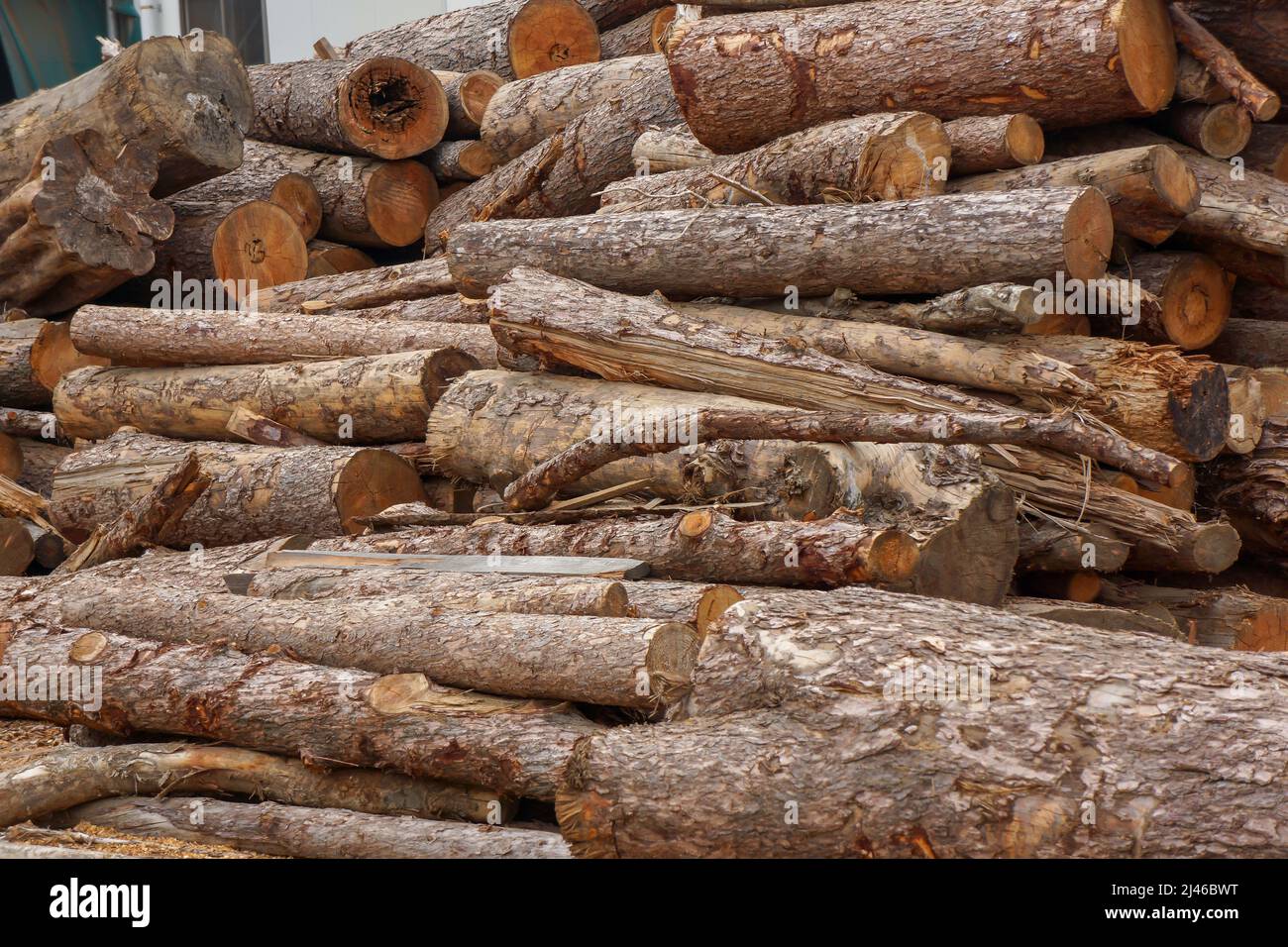 Wood cut logs are arranged in the outdoor field, prepared to the next ...