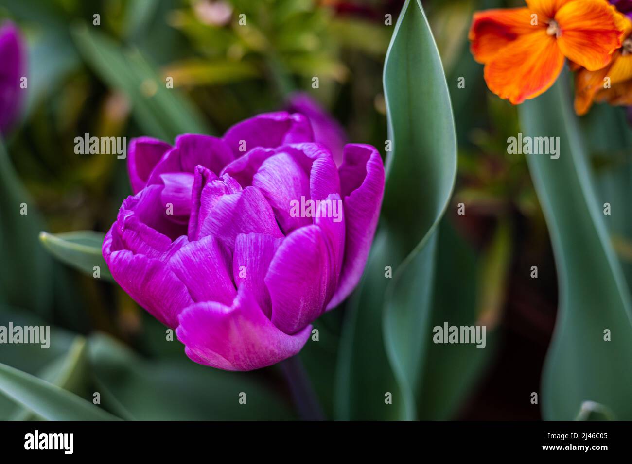 Tulipa Blue Diamond. A purple peony flowered tulip, flowers late spring ...