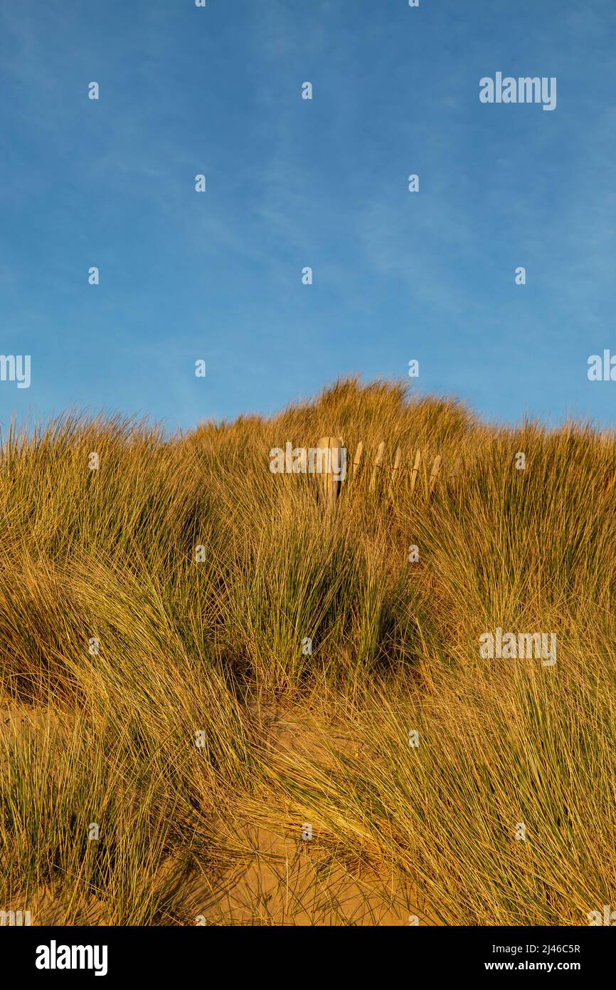 Marram grass covered sand dunes at the coast Stock Photo - Alamy