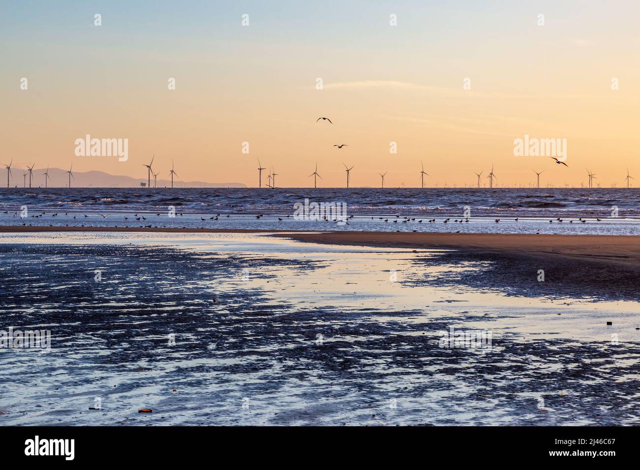 Off shore windfarm birds hi-res stock photography and images - Alamy