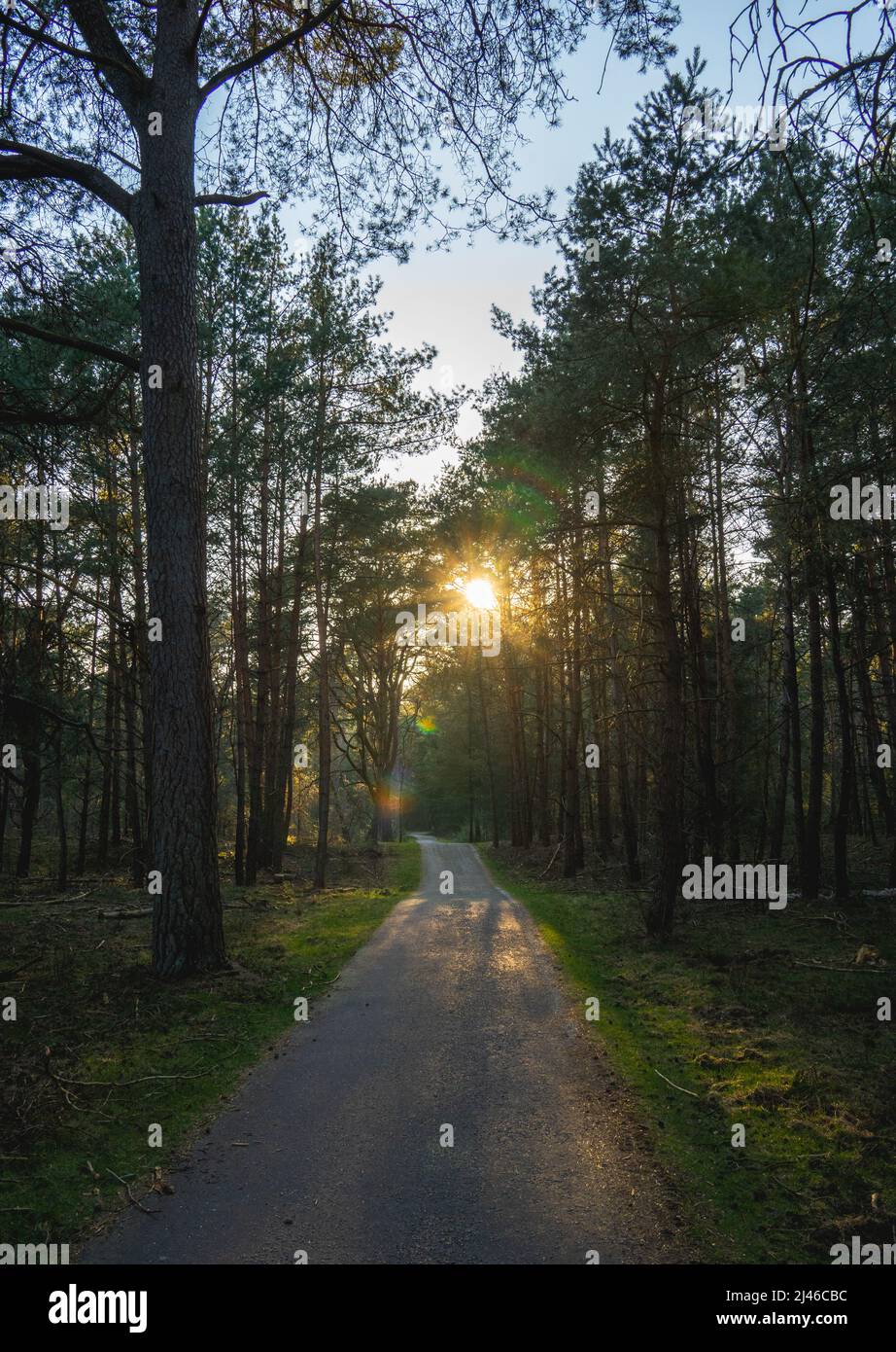 Dutch forest hi-res stock photography and images - Alamy