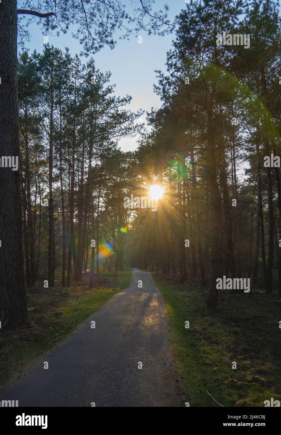 path in a forest during sunset Stock Photo - Alamy