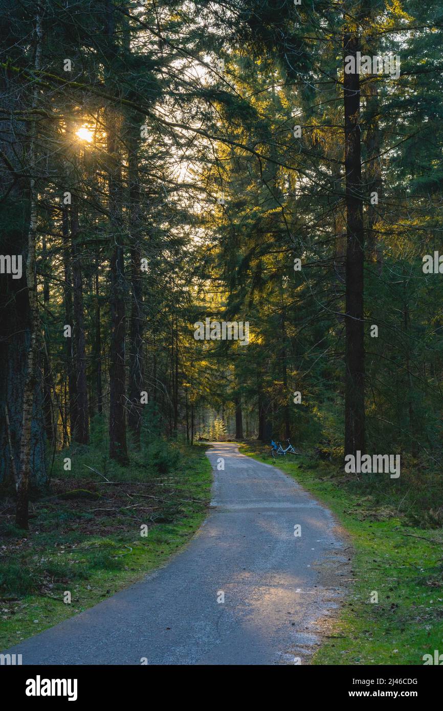 Path in forest during sunset with sun shining through the trees Stock ...