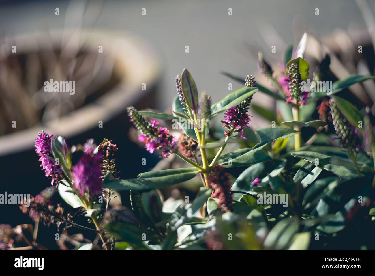 Pot flowers pattern hi-res stock photography and images - Alamy