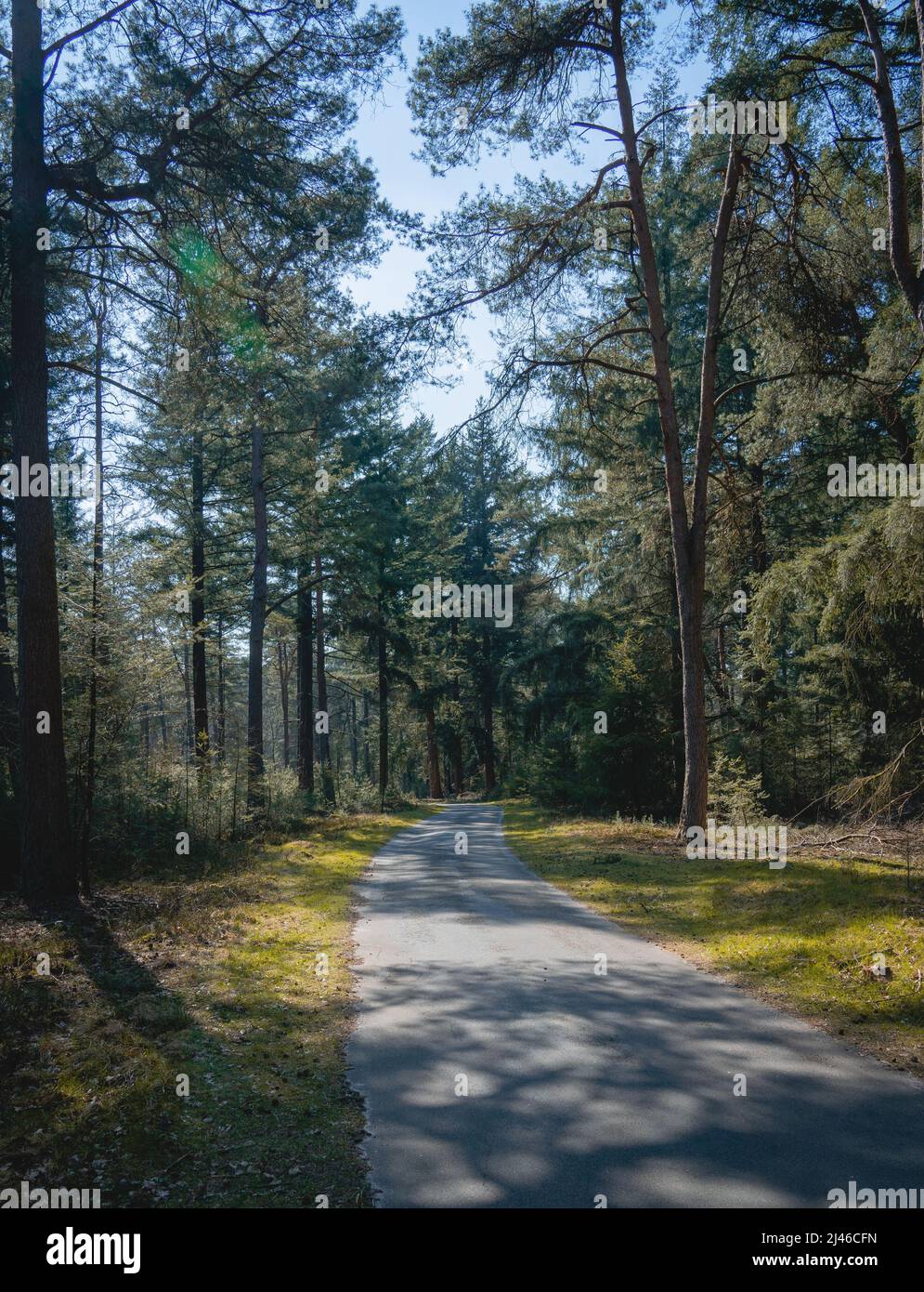 Foot path in a forest in a Dutch forest during summer Stock Photo - Alamy