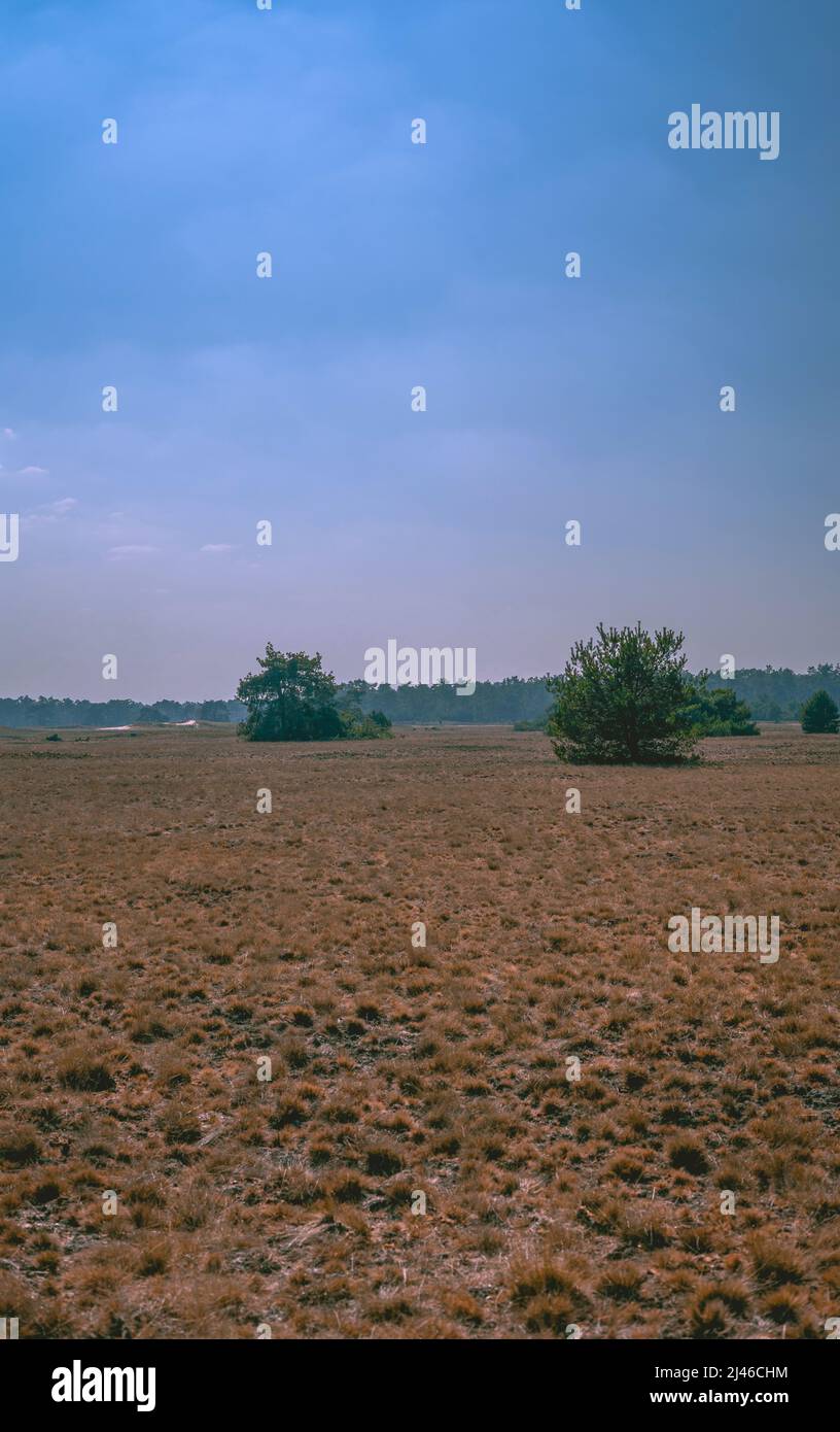 Heather field hi-res stock photography and images - Alamy