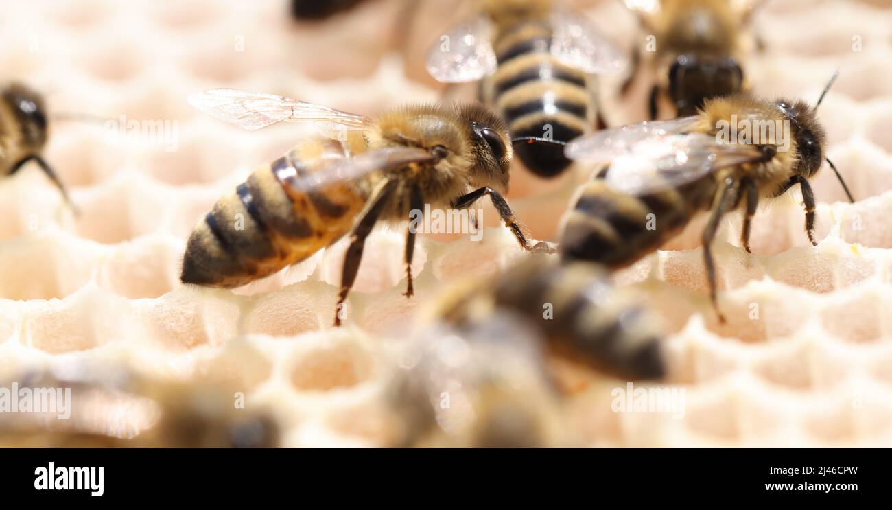 Bee honey bee colony honeycomb closeup. Eco nature bee hive Stock Photo ...