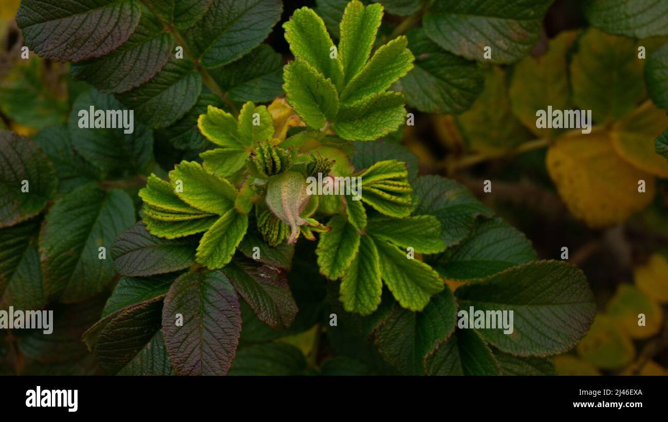A green shoot of canker-rose briar with a closed flower bud against a ...