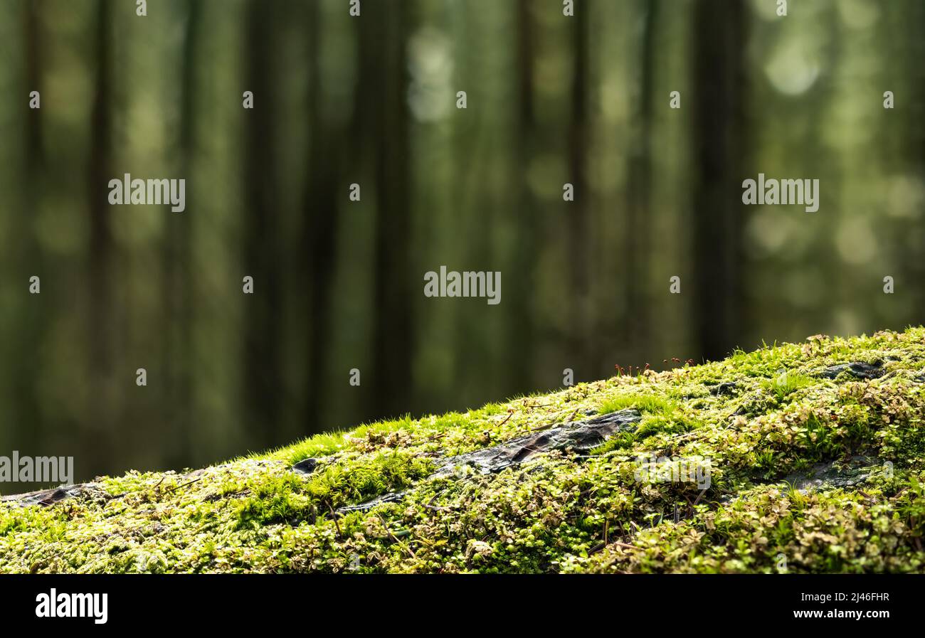 Close up of fallen tree trunk covered with moss. Mossy log with ...