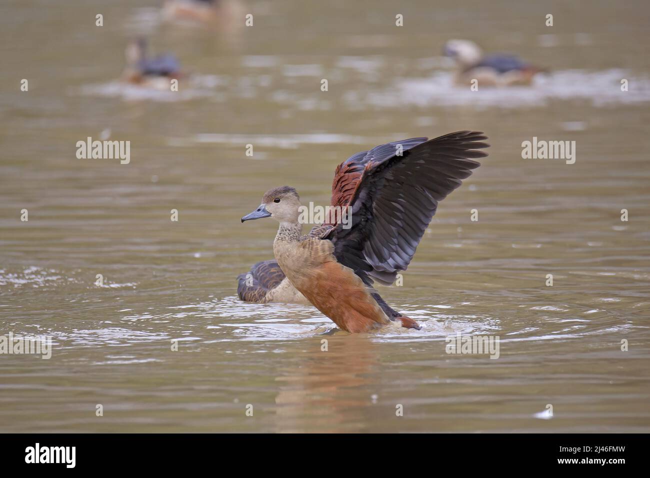 Lesser whistling duck, Dendrocygna javanica also known as Indian ...