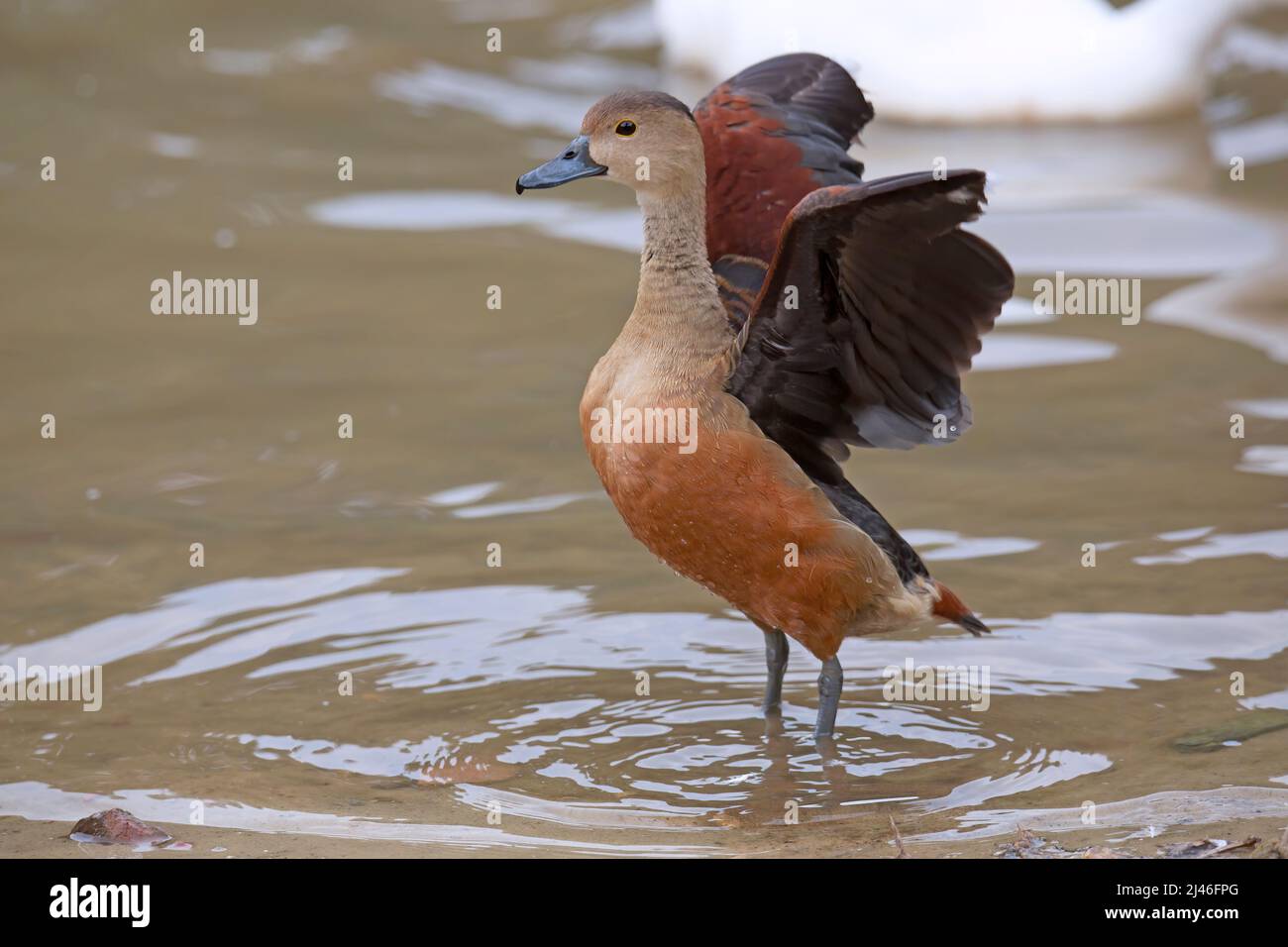 Lesser whistling duck, Dendrocygna javanica also known as Indian ...