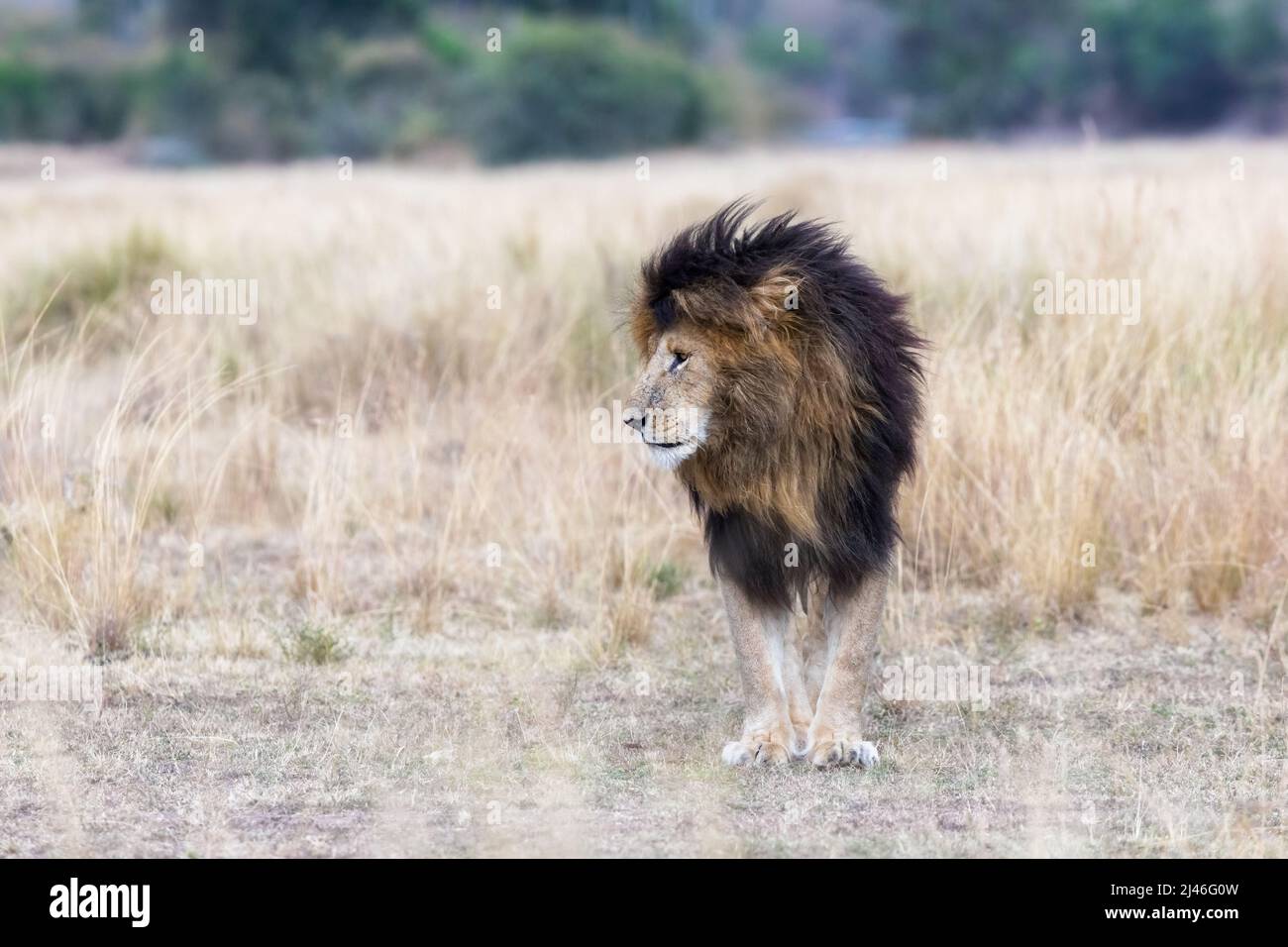 The magnificent lion called Scar or Scarface, who is a famous dominant ...