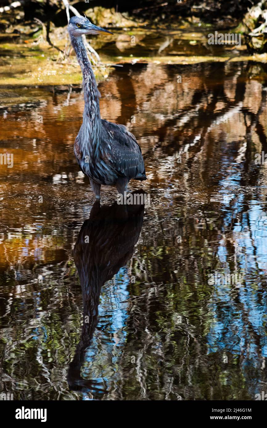 A great blue heron wading in water hunting for fish Stock Photo - Alamy