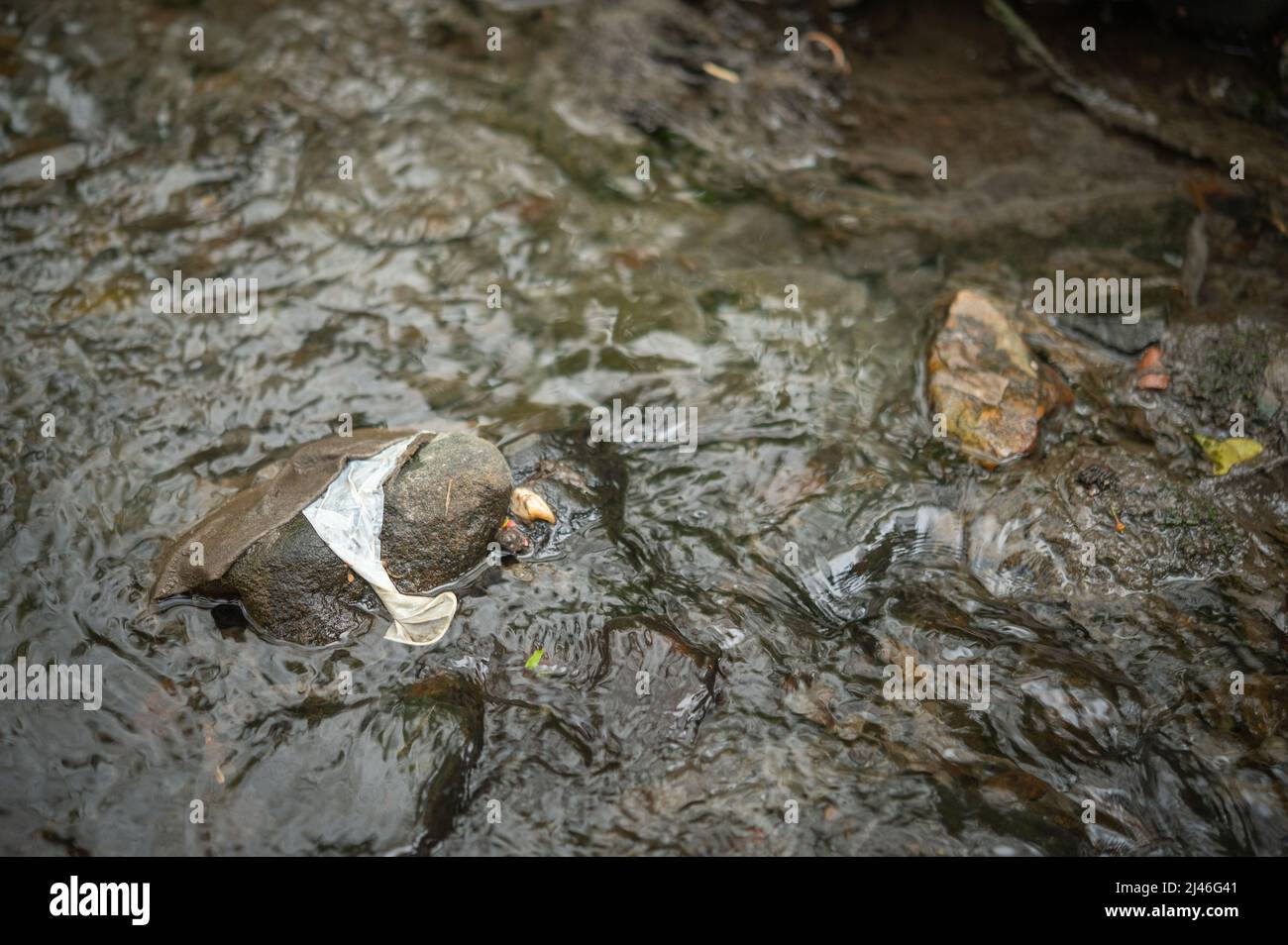 Rubber latex condom trapped on rock. Pollution from an untreated sewage ...