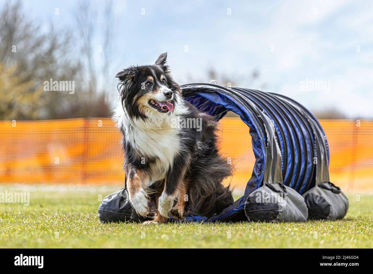 How To Train Border Collie Agility