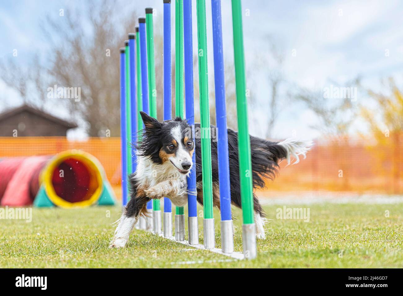 Portrait of a border collie dog mastering obstacles at an outdoor agility training arena Stock ...
