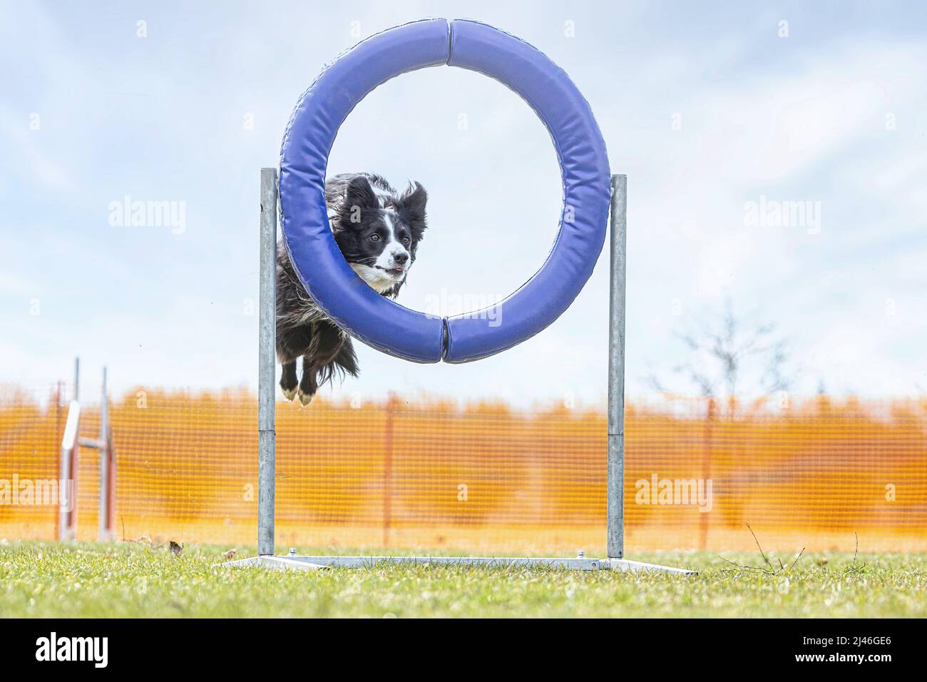 Portrait of a border collie dog mastering obstacles at an outdoor ...
