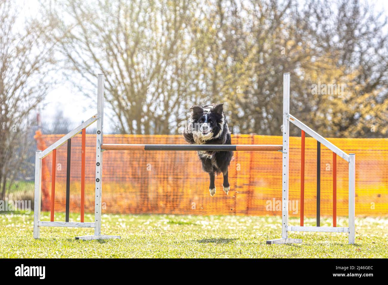 Portrait of a border collie dog mastering obstacles at an outdoor ...