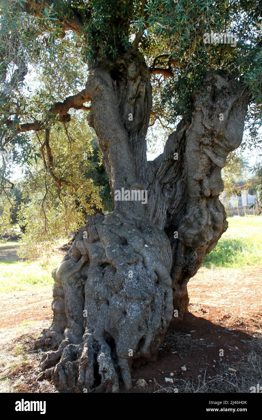 Oddly shaped trunk of an old olive tree in Puglia, Italy Stock Photo ...