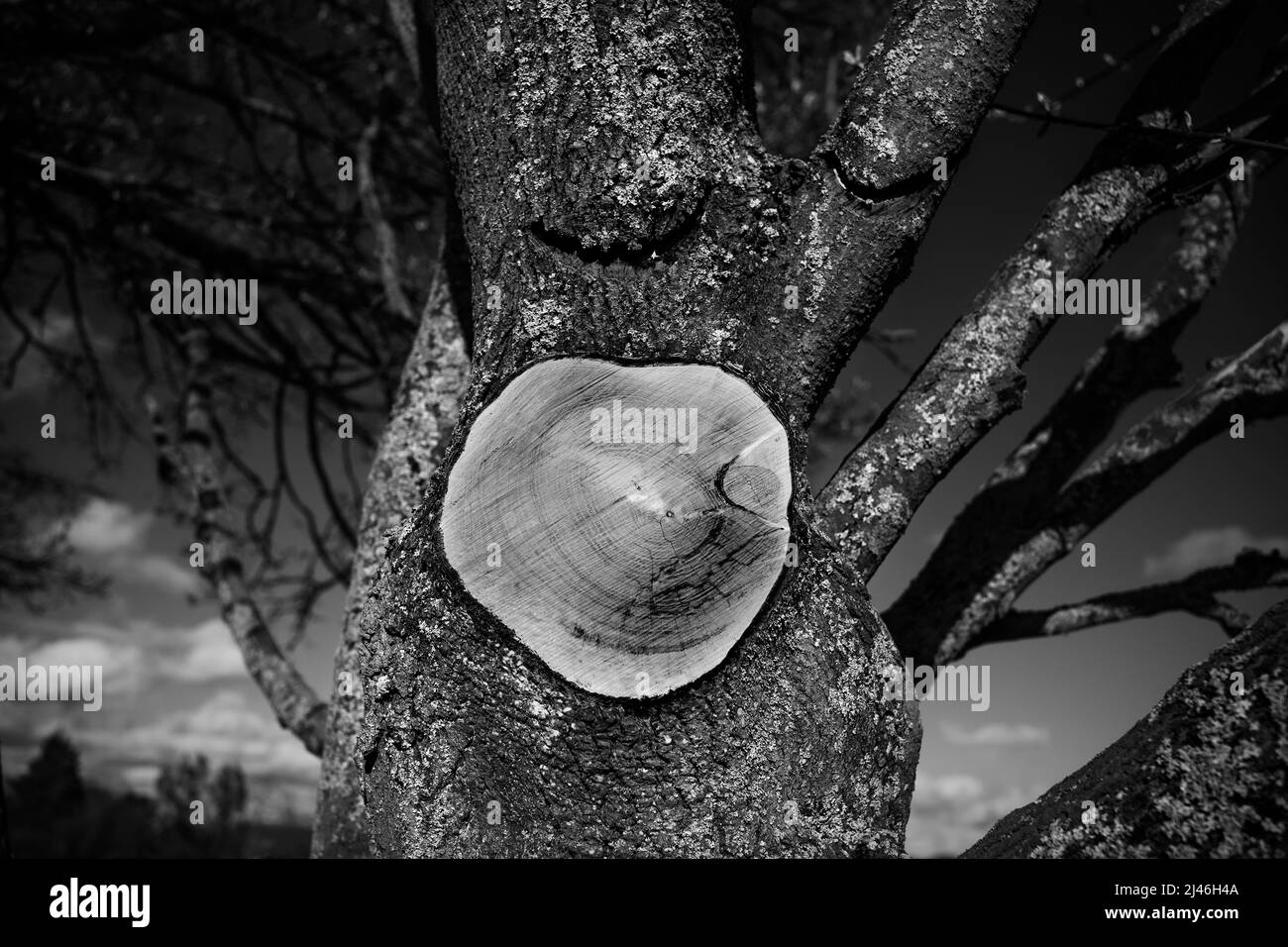 Thaxted Essex England Cut Tree Branch March 2022 Stock Photo - Alamy