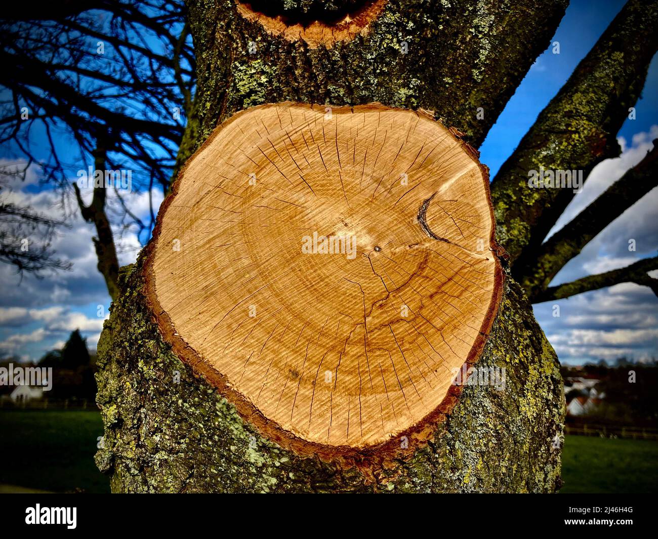 Thaxted Essex England Cut Tree Branch March 2022 Stock Photo - Alamy