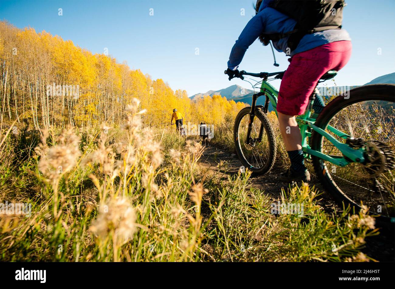 A couple enjoying a mountain bike ride in the fall with their dog Stock ...