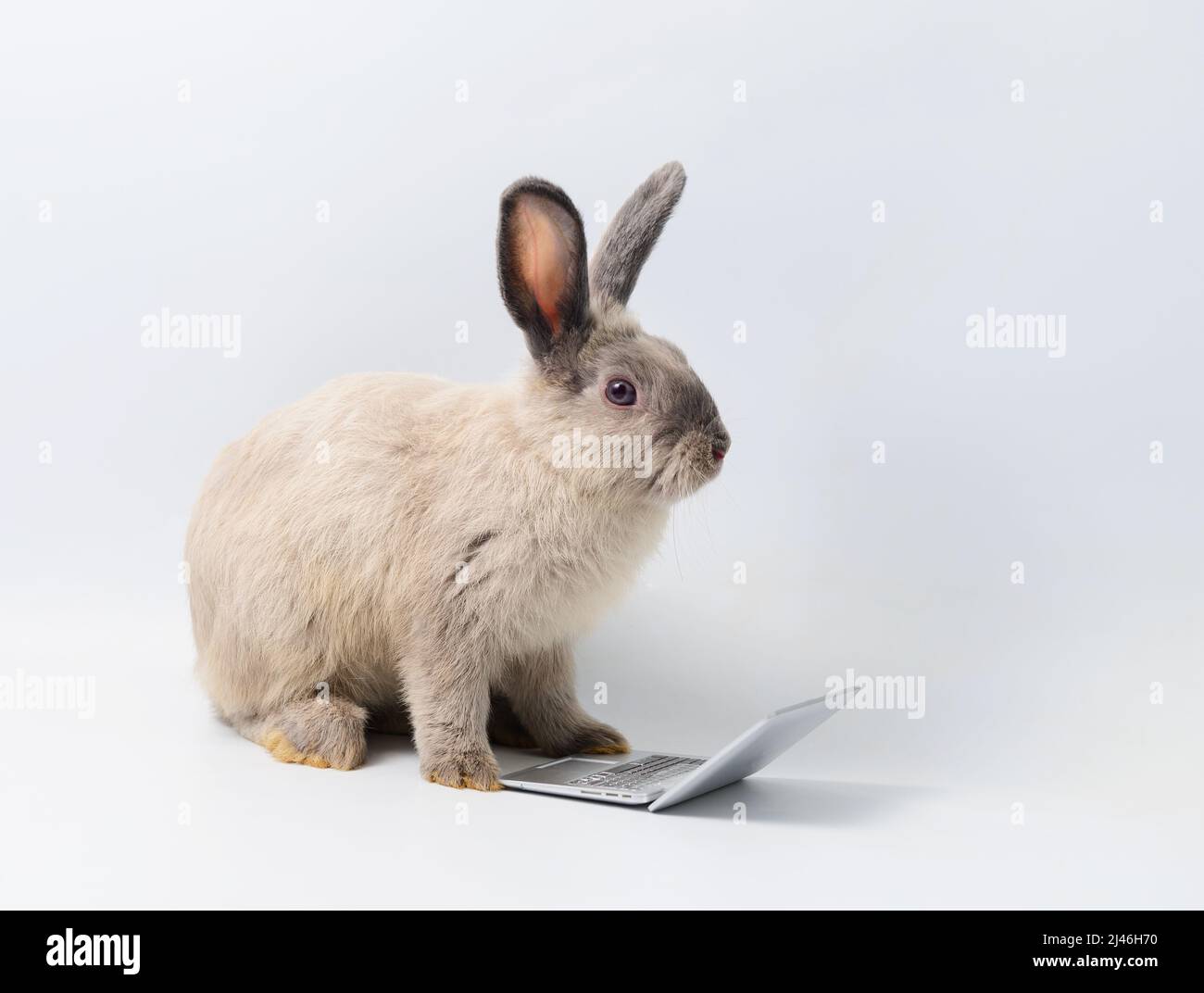 Rabbit using laptop computer on white background Stock Photo - Alamy