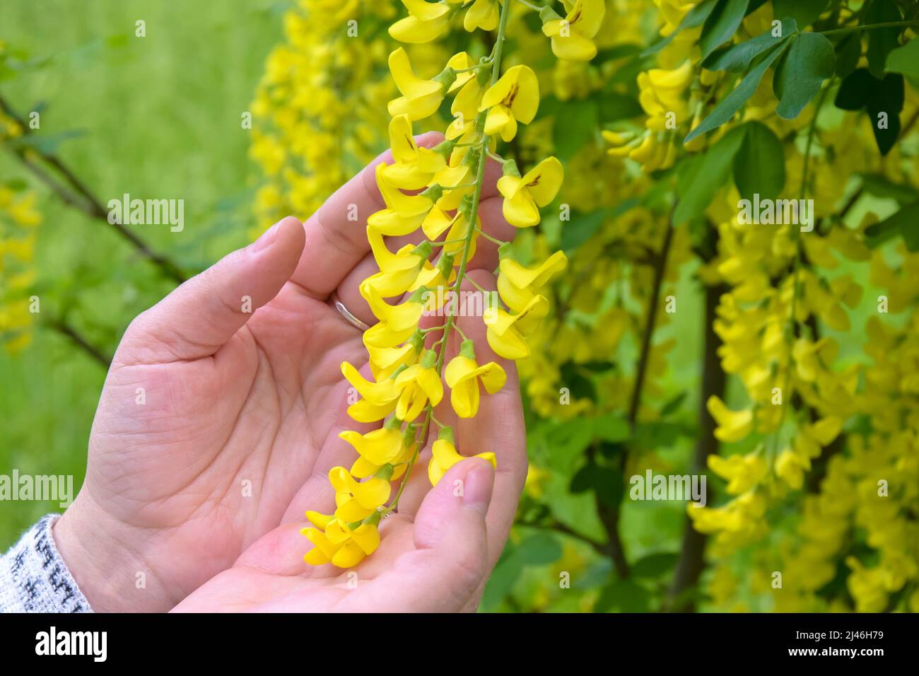 Blooming Bean tree (Laburnum) on background of green grass in spring ...