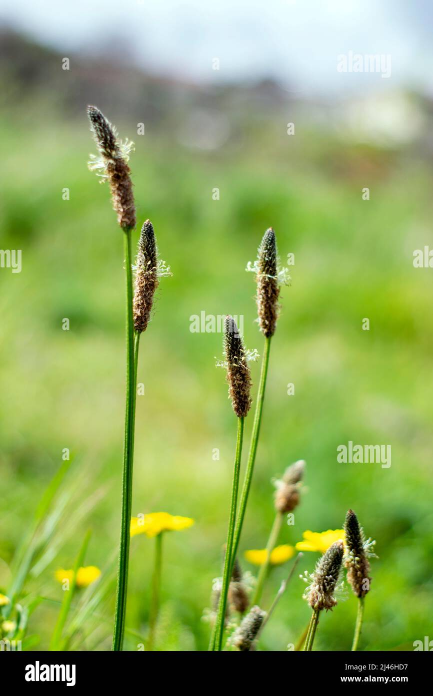 Alopecurus geniculatus is a species of grass known by the common name ...