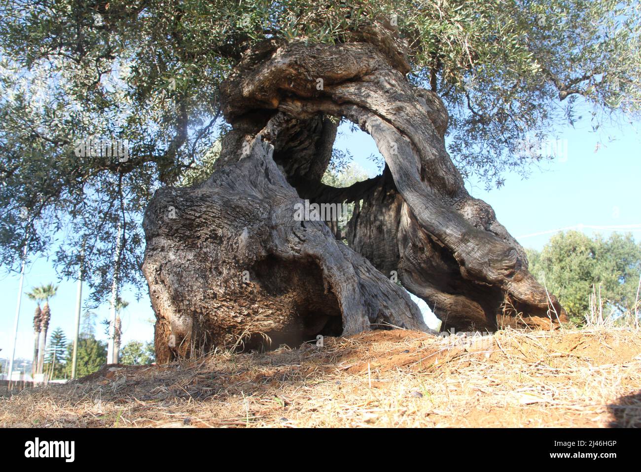 Hollow trunk of an old olive tree in Puglia, Italy Stock Photo - Alamy