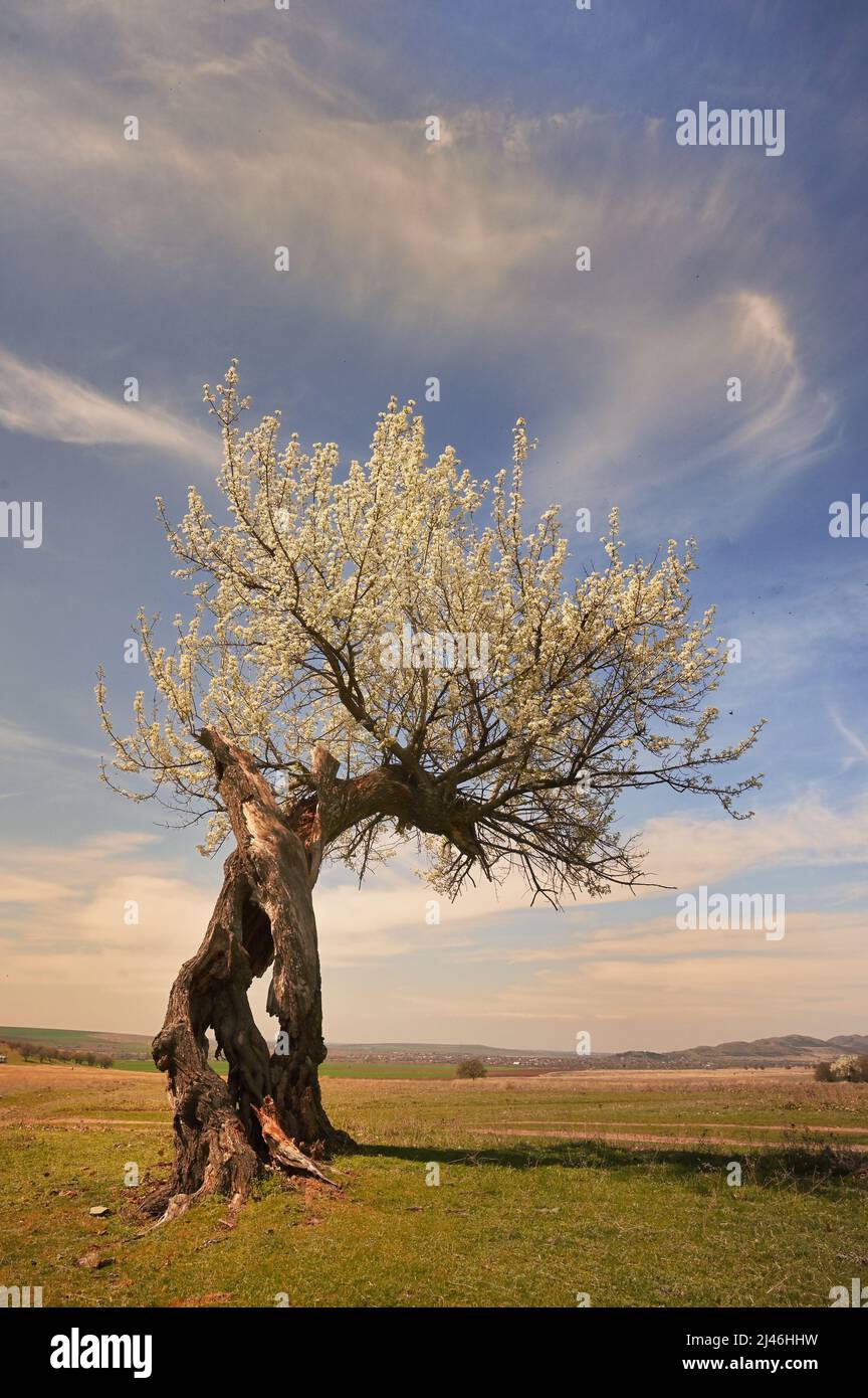 Single Tree on field The Power of Rebirth Stock Photo - Alamy