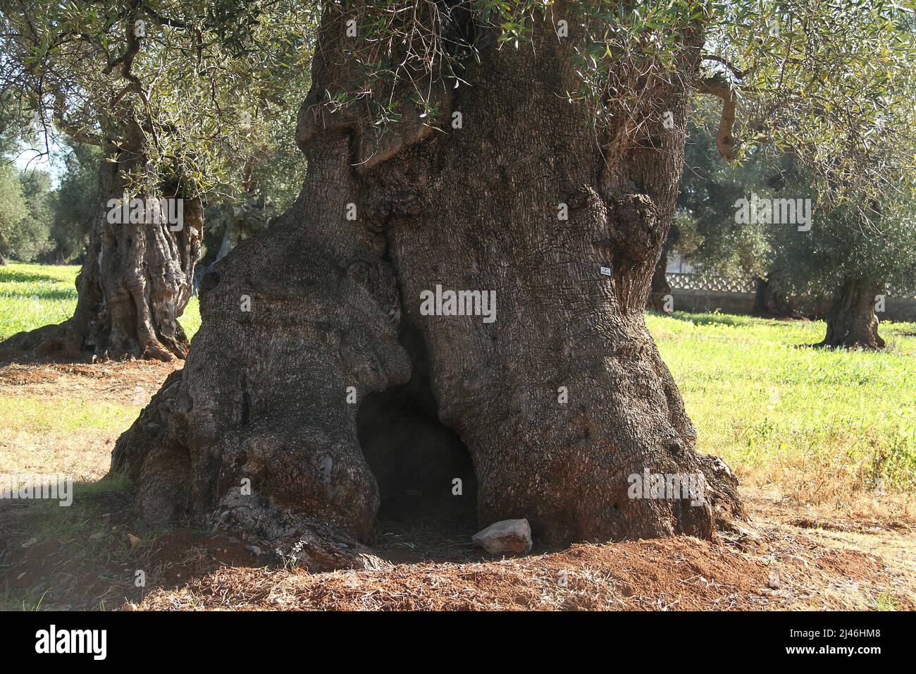 Large tree trunk of an old olive tree in Puglia, Italy Stock Photo - Alamy