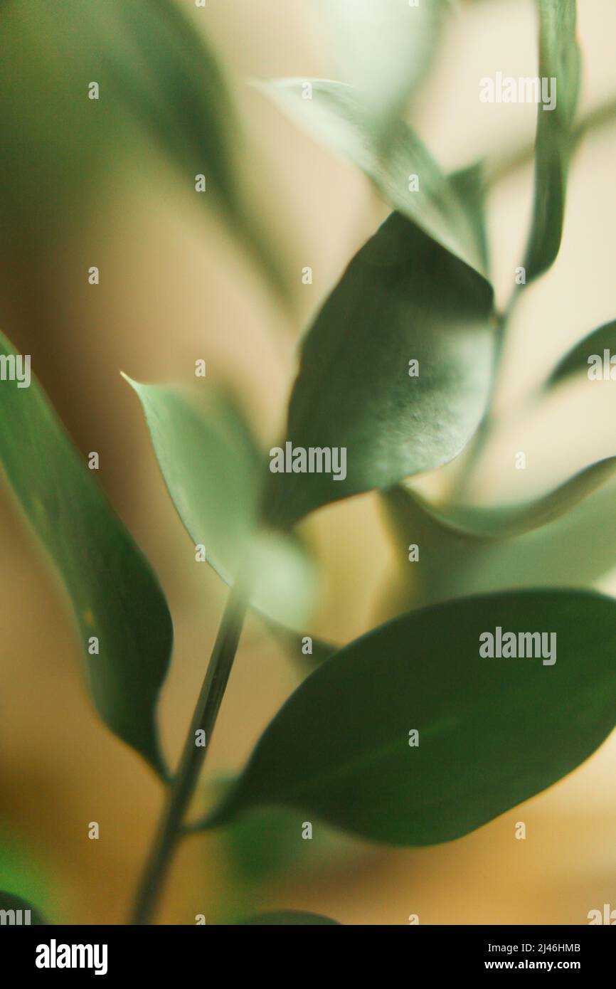 Simple green background of plants , Fresh green branches of Ruscus ...