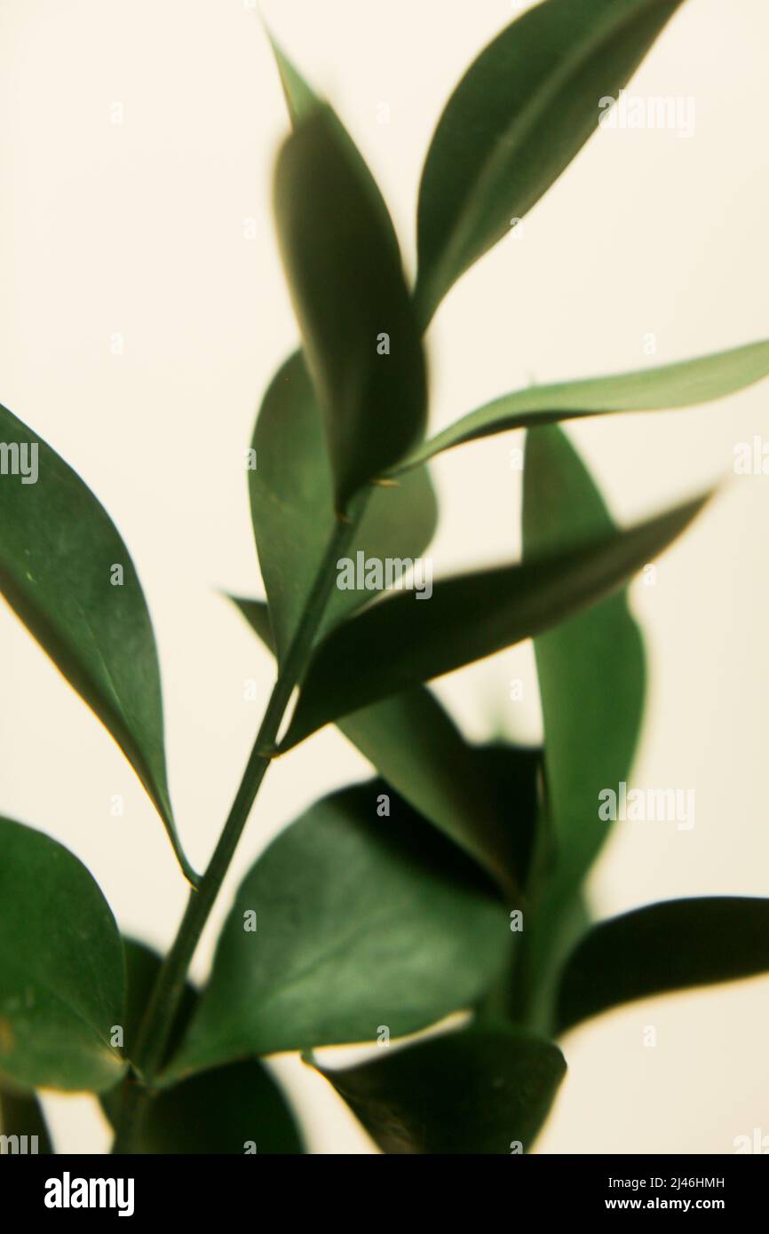 Simple green background of plants , Fresh green branches of Ruscus ...
