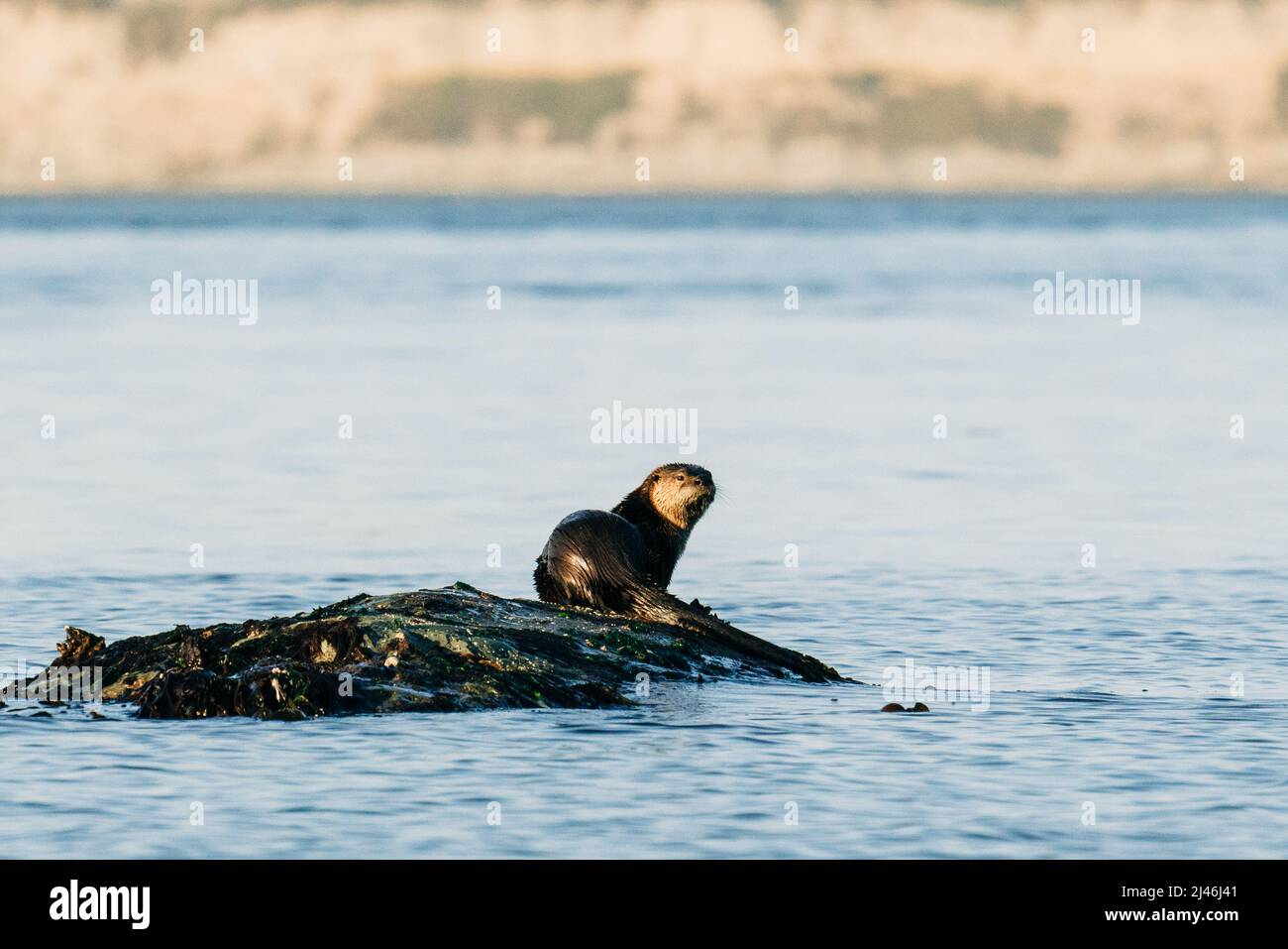Side view of a North American river otter in the Salish Sea Stock Photo ...