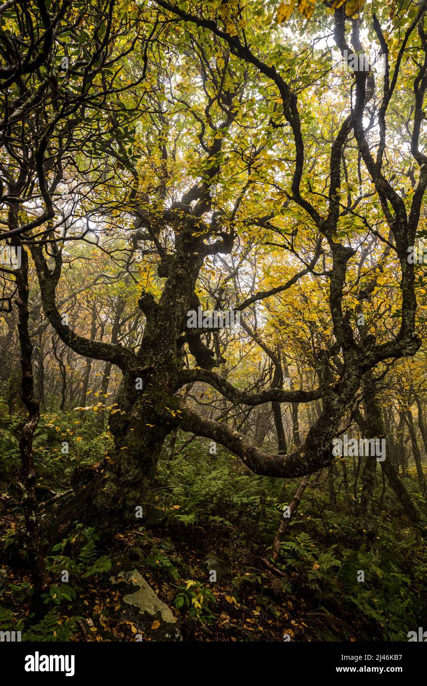 Trees along the Craggy Gardens Trail on a foggy late afternoon, Blue ...