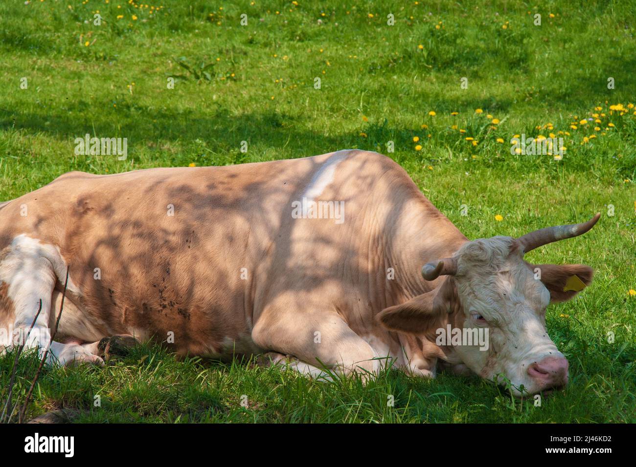 Cow sleeping in the shadow Stock Photo - Alamy