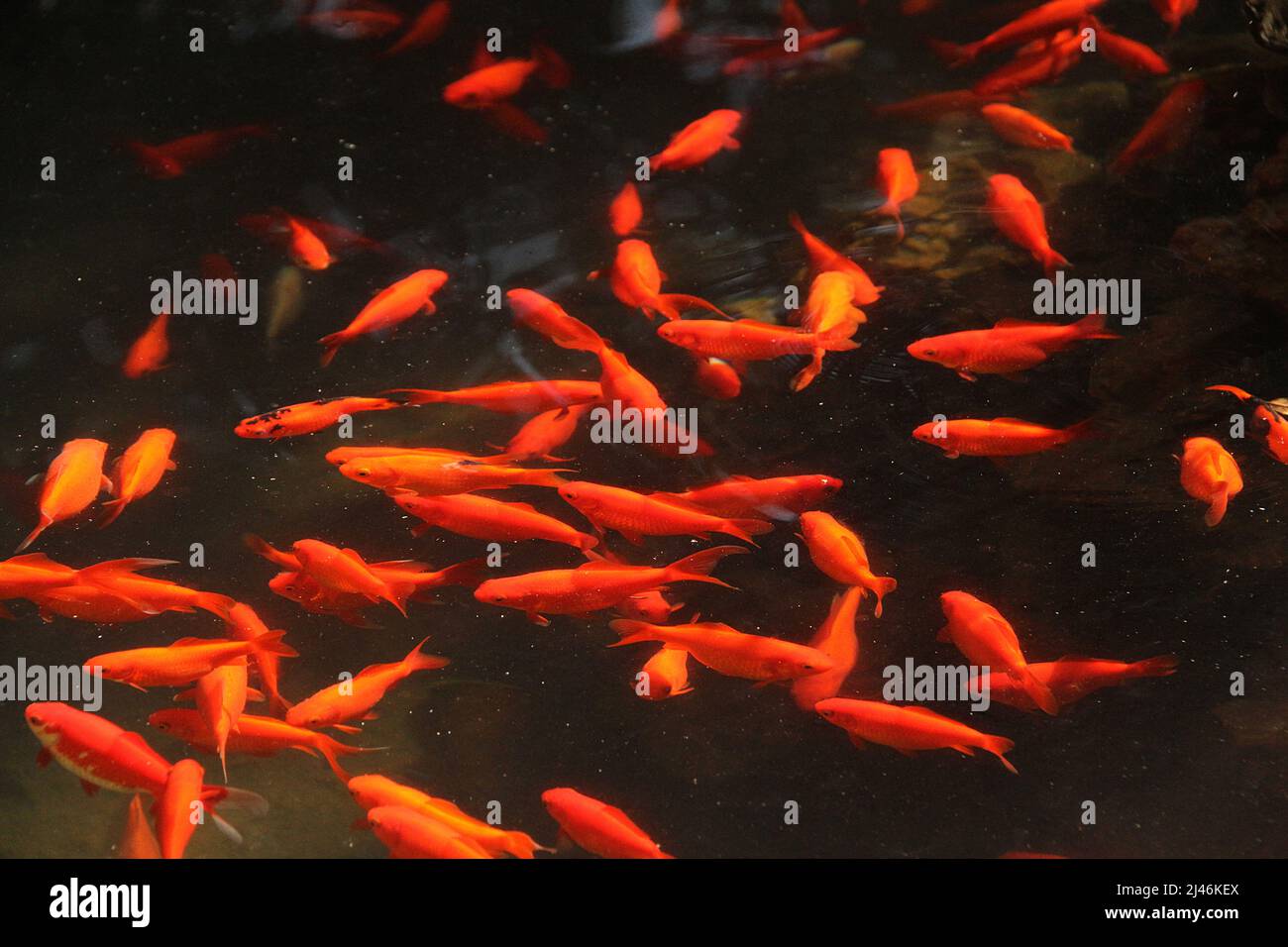 Koi fish in small pond Stock Photo - Alamy
