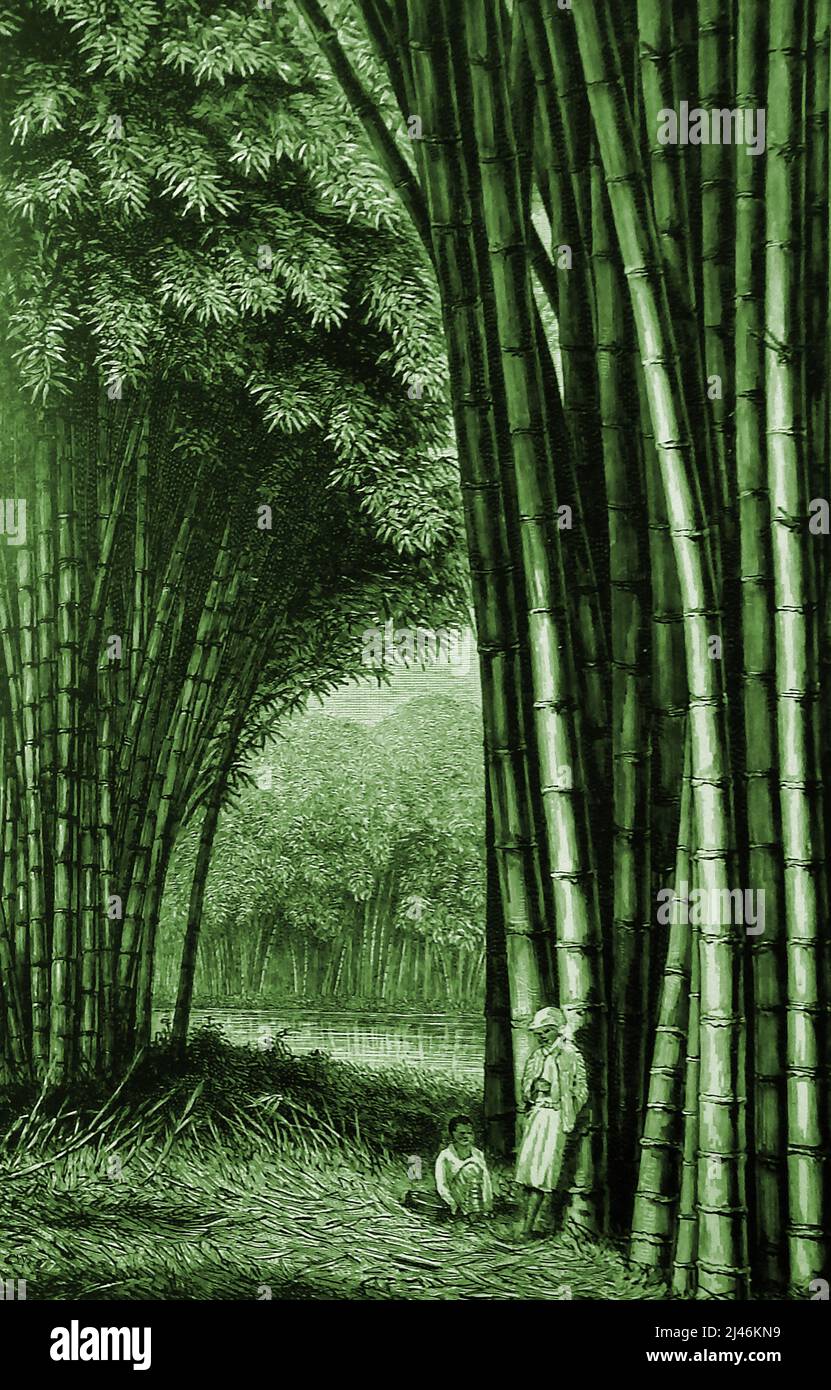A 19th century illustration of a typical bamboo grove in Java, one of ...