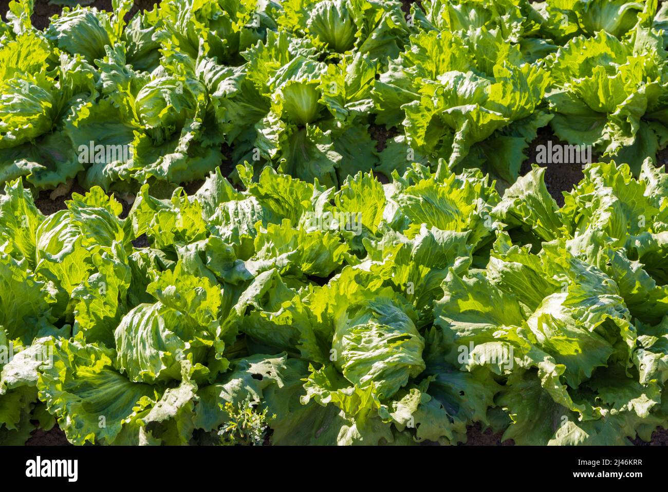Large agriculture field with iceberg lettuce production in Murcia ...