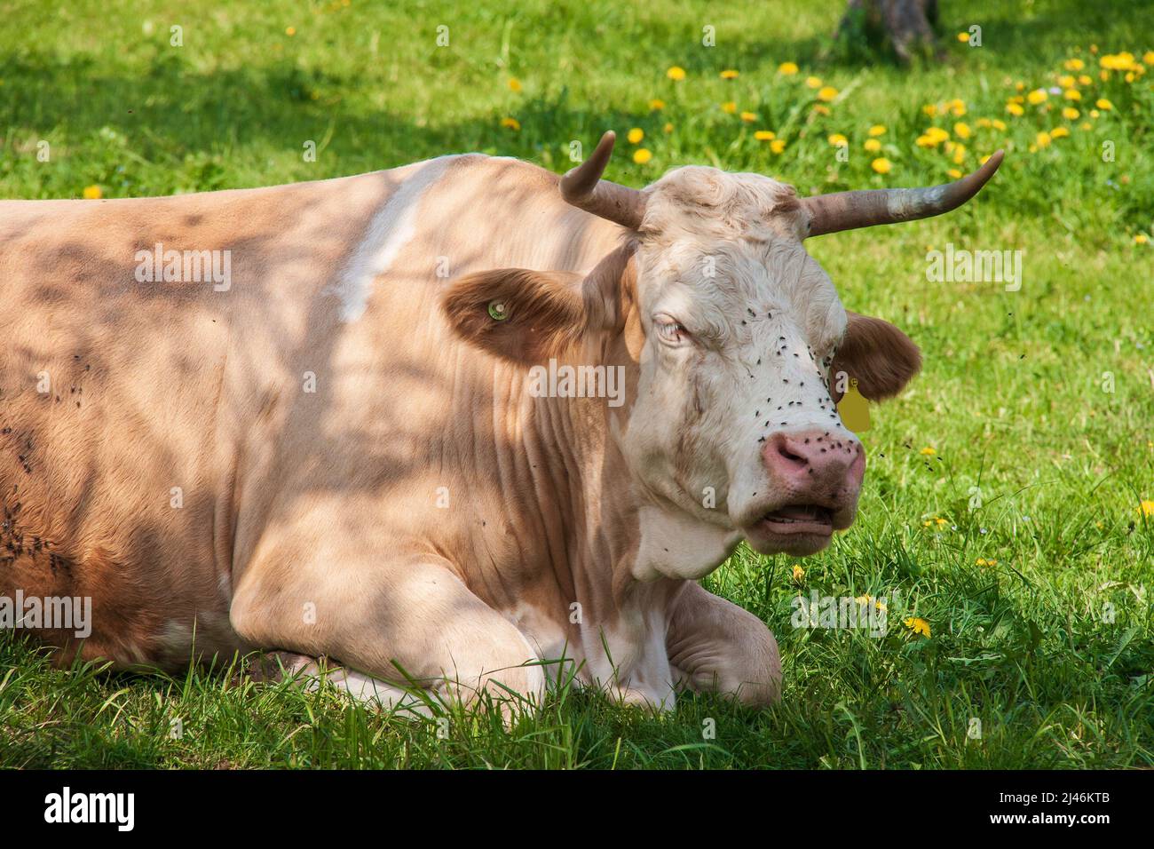 Funny cow relaxing in the shadow Stock Photo - Alamy