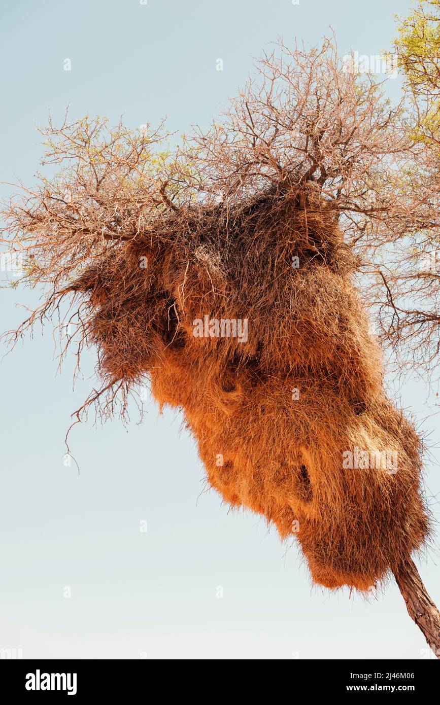 social weaver birds nest on tree branch in Namibia Stock Photo - Alamy