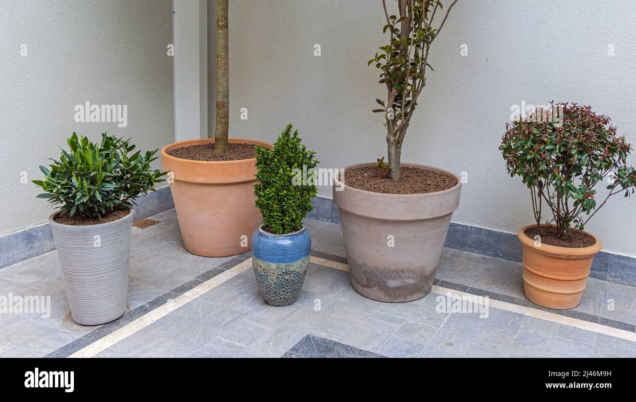 Green Bush Plants in Ceramic Pots Yard Corner Stock Photo - Alamy