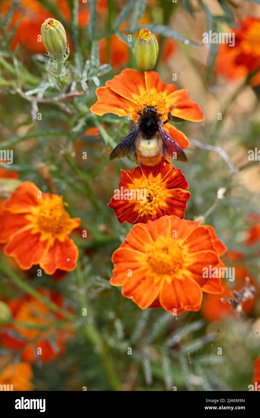 closeup the yellow black bug insect take the marigold flower juice and ...